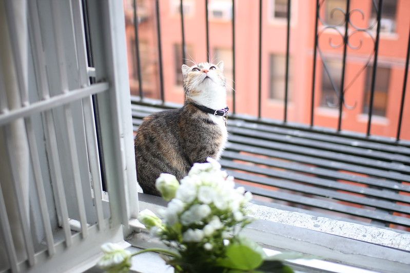 How you can help the cat crisis in NYC