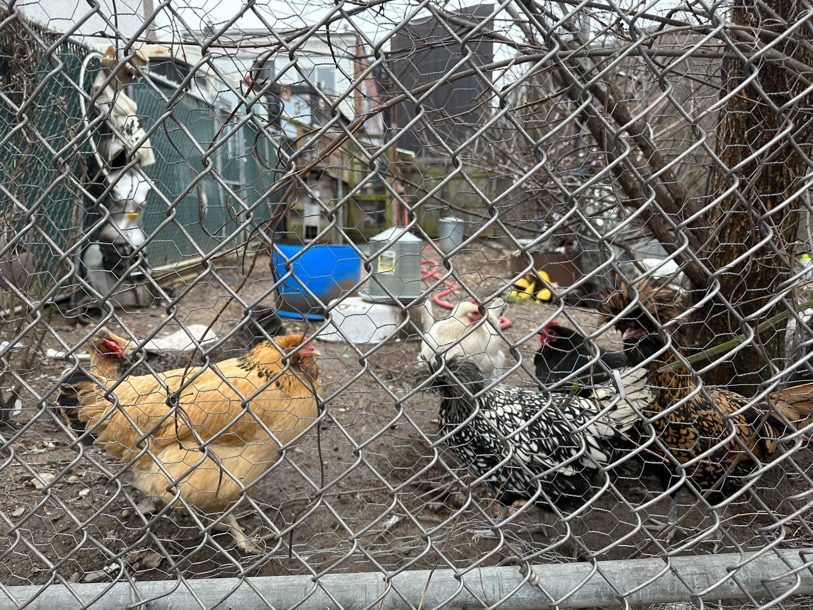 Ask The Groove: Since when is New York so lenient about chicken ownership?