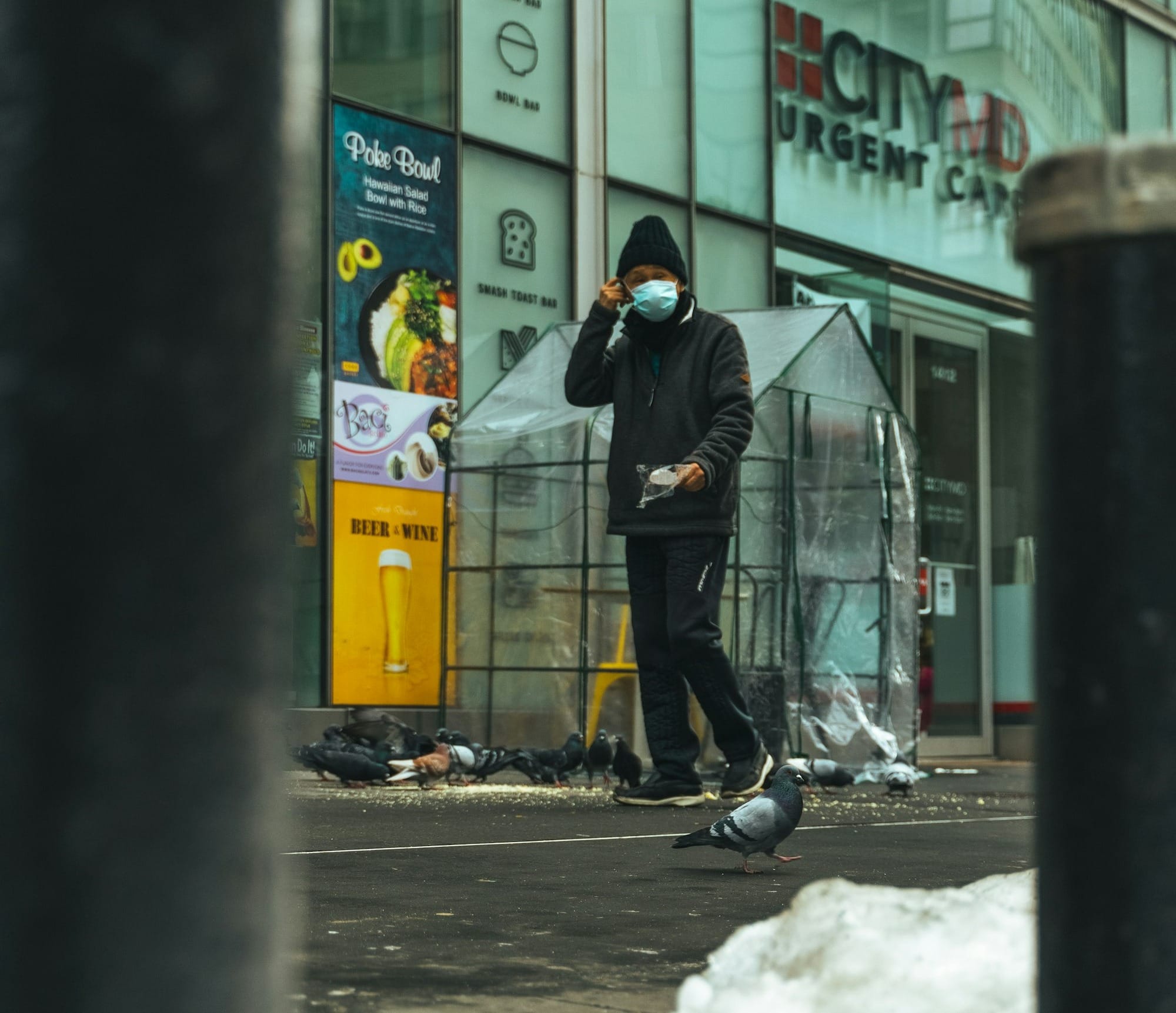 Can pigeons give you bird flu? In defense of ‘rats with wings’